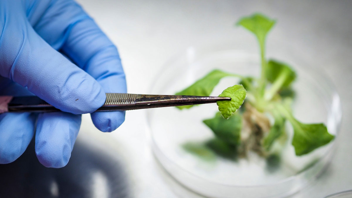 Plant Pathology PhD Oklahoma State University